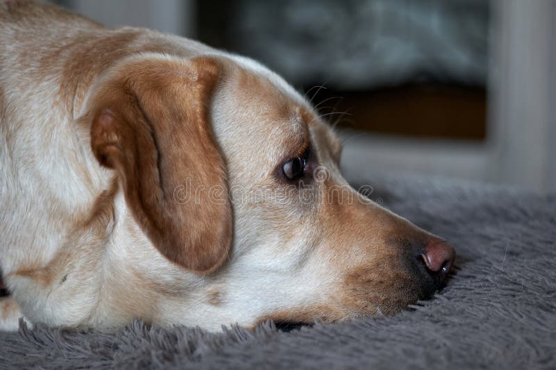 Muzzle of a Fawn Labrador Lying on the Bed Stock Photo - Image of cute ...