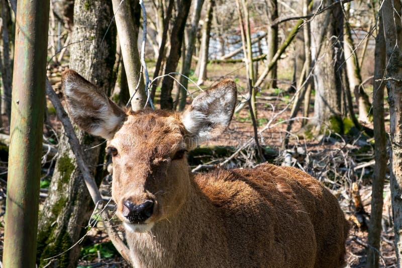 Muzzle of a Female Deer Close-up Stock Image - Image of wildlife ...