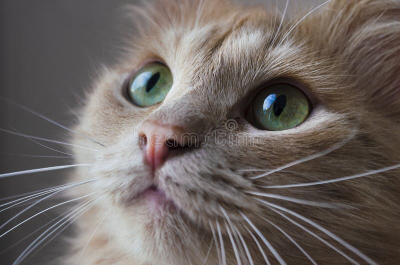 The Muzzle of a Fluffy Beige Cat Close-up. Green Eyes of a Cat ...
