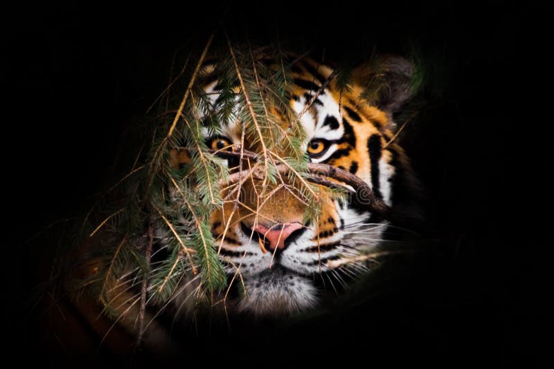 Muzzle Full Face, Look through the Branches. Amur Tiger , Siberian ...