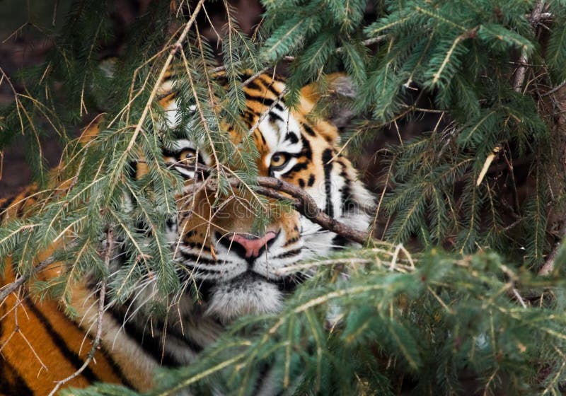Muzzle Full Face, Look through the Branches. Amur Tiger , Siberian ...