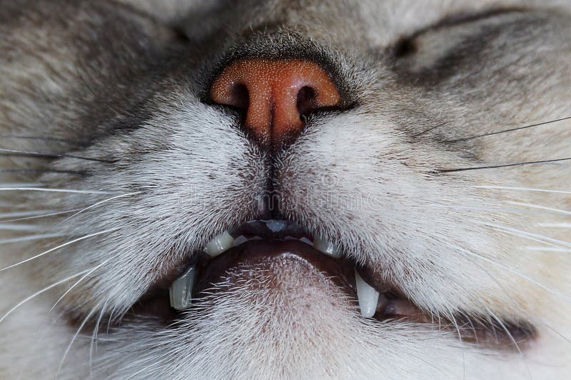 The Muzzle of a Funny Gray Sleeping Cat Stock Image - Image of closeup ...