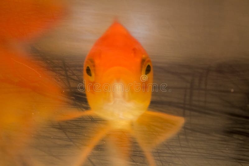 Muzzle of a goldfish. stock photo. Image of bowl, freedom - 89331966