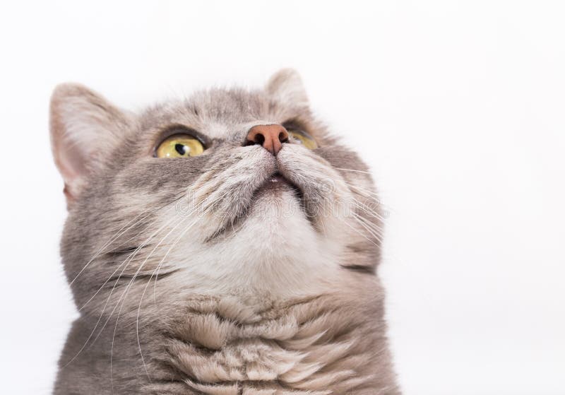 Muzzle of a Gray Cat, Bottom View Stock Image - Image of feline, cute ...