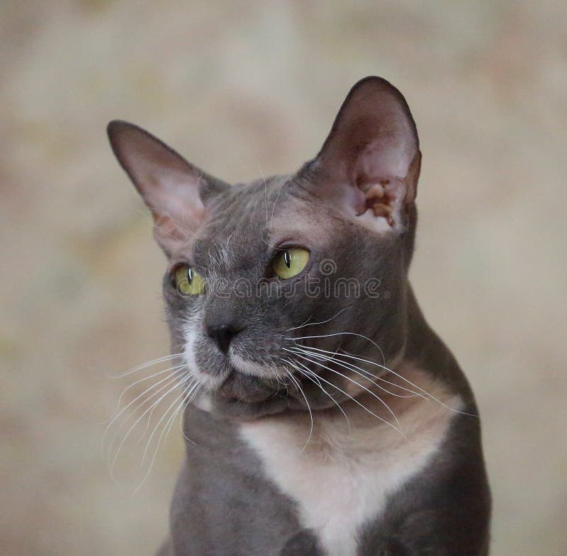 Muzzle Gray Cat Breed Peterbald Stock Photo - Image of grey, cute ...