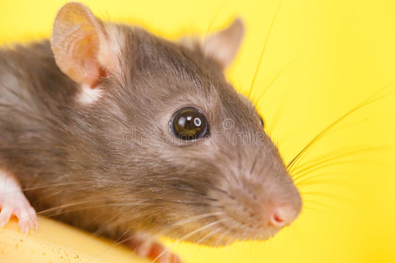 Muzzle Rat Close-up. the Nose of a Gray Mouse Stock Image - Image of ...