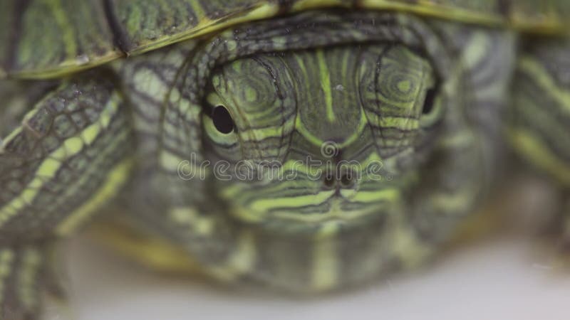 Muzzle of Green Turtle Which Slightly Moves Head Stock Footage - Video ...