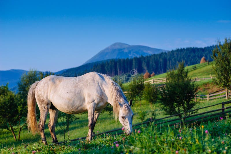 Muzzle HORSE stock photo. Image of grassland, field, lofty - 69139546