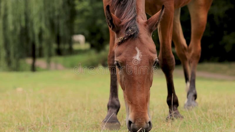 Muzzle of a Horse that Nibbles Grass in Autumn on the Lawn Stock Video ...