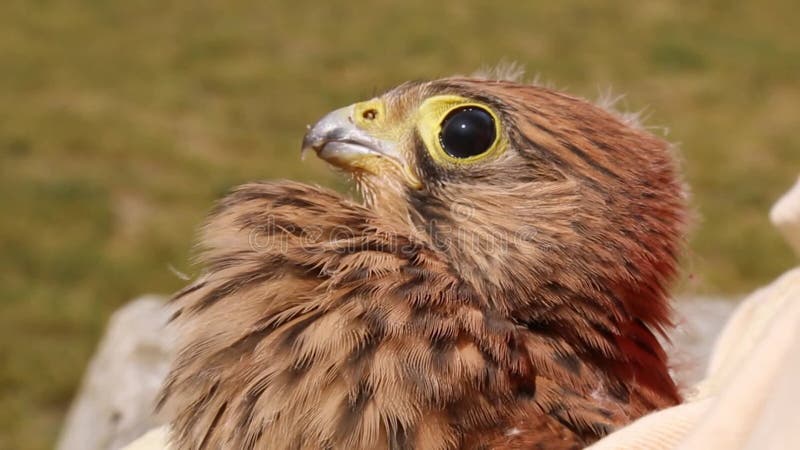The Muzzle of a Hungry Chick of a Wild, Predatory Bird. Rescue Kestrel ...
