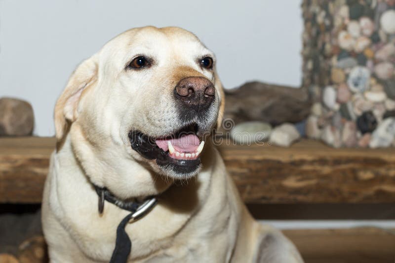 Labrador stock photo. Image of friend, adorable, outside - 103400768