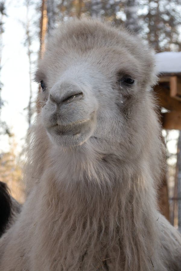The Muzzle of a Light Camel in Close-up on a Winter Farm. Stock Photo ...