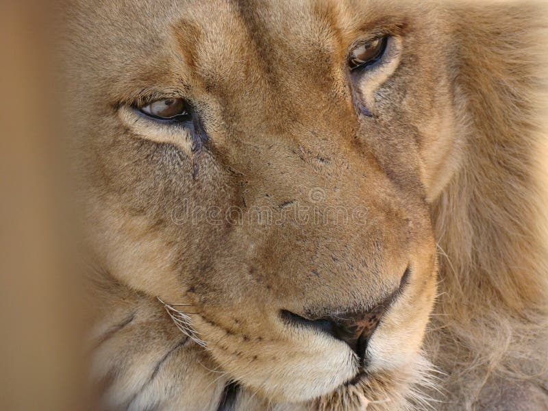 Sad Lion Stock Photos - Download 796 Royalty Free Photos