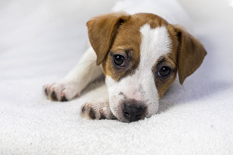 Muzzle of a Little Jack Russell Puppy on the Sofa. Stock Image - Image ...
