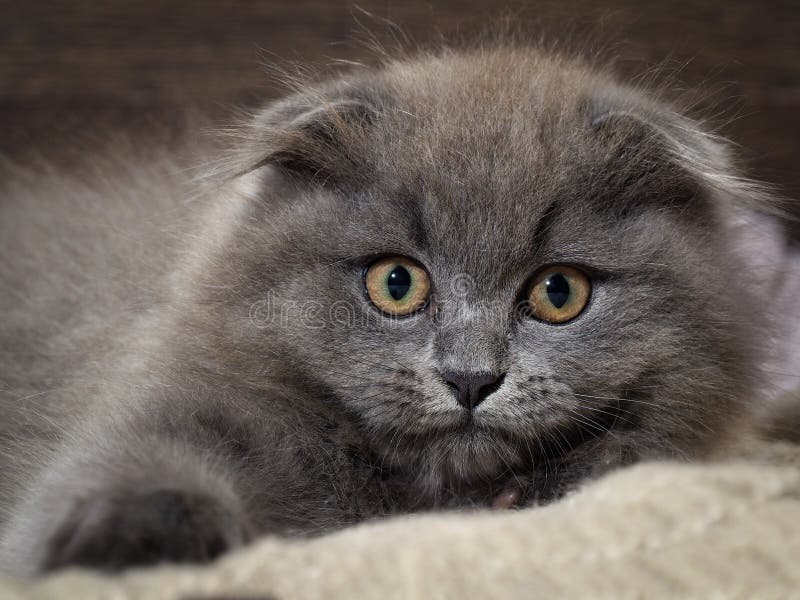 Muzzle Magnificent Cat. Kitten Scared Huge Yellow Eyes Stock Photo ...