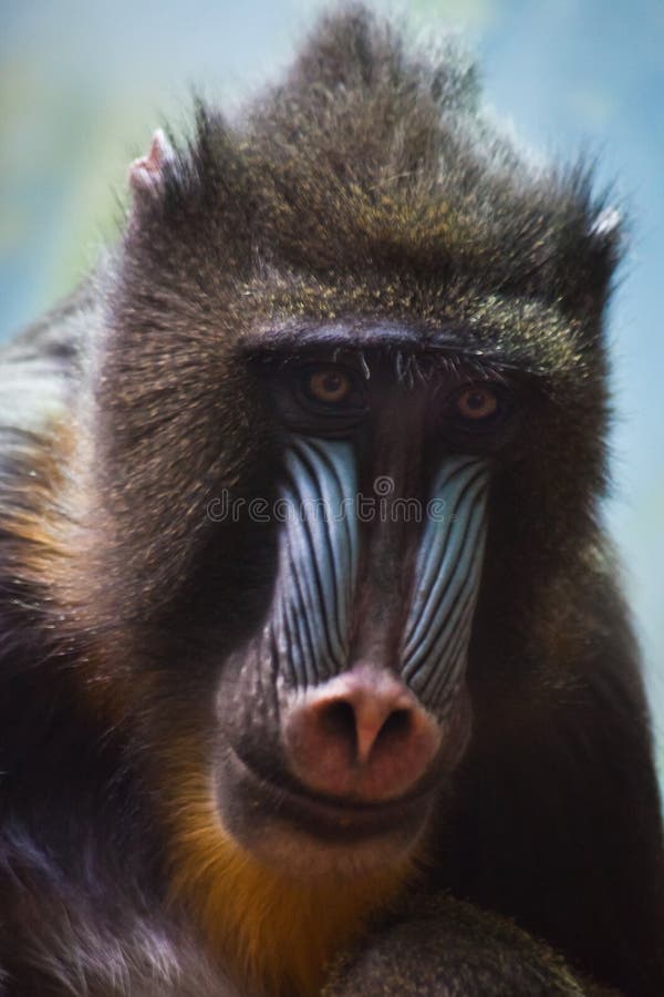 Muzzle Monkey Madril Close Up Stock Image - Image of africa, species ...