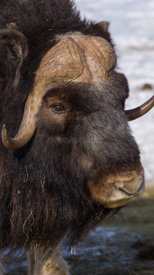Muzzle of a musk ox stock image. Image of dark, brown - 31983899