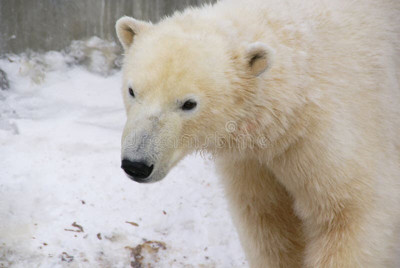 Muzzle of a Polar Bear Close Up Stock Photo - Image of animal, teeth ...
