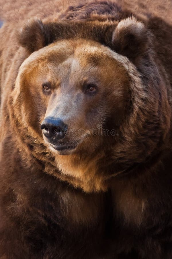Huge Powerful Brown Bear Close-up, Strong Beast On A Stone Background ...