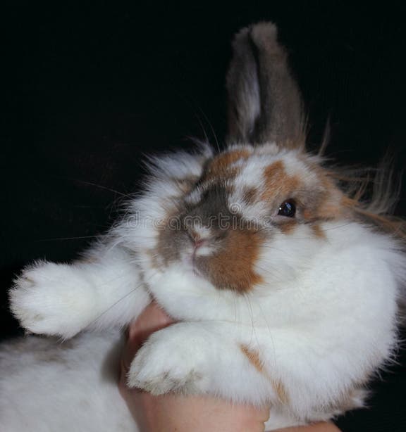 Muzzle rabbit stock photo. Image of ribbon, domestic - 49157588