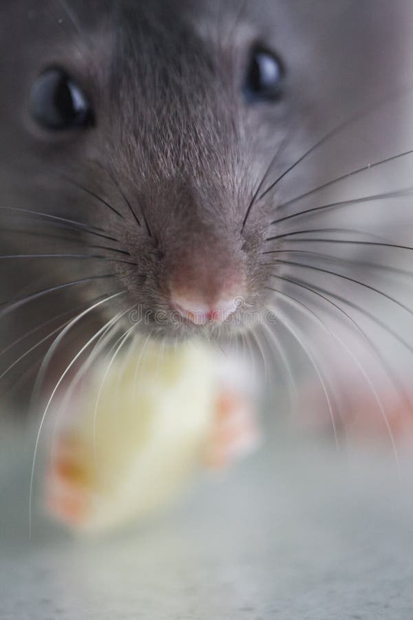 Muzzle Rat Close-up. the Nose of a Gray Mouse. Mustache on the Face ...