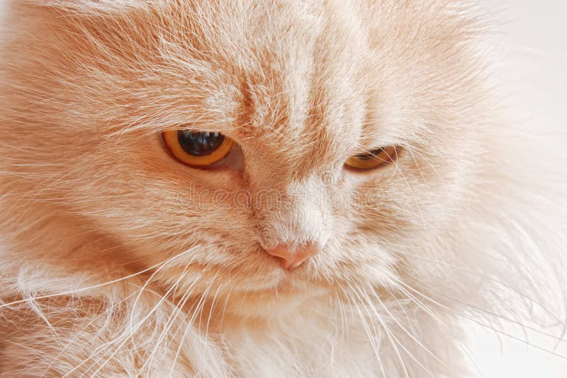 Muzzle of red angry cat stock image. Image of fluffy - 26105595