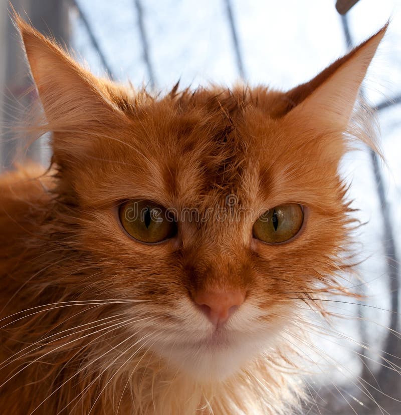 Muzzle red cat stock image. Image of view, muzzle, kitten - 50965991