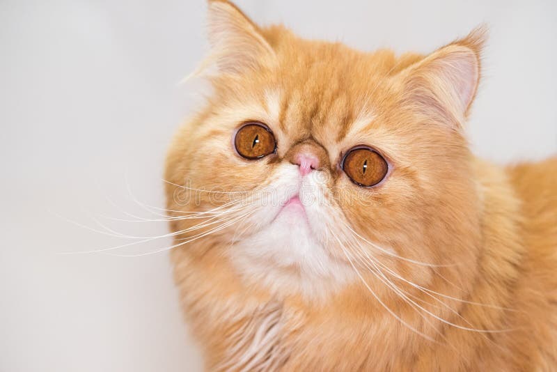 Muzzle of a Red Fluffy Charming Persian Breed Cat Close-up Stock Photo ...
