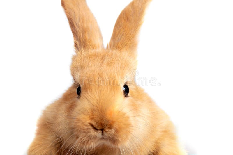Muzzle of a red rabbit stock image. Image of small, isolated - 300247661