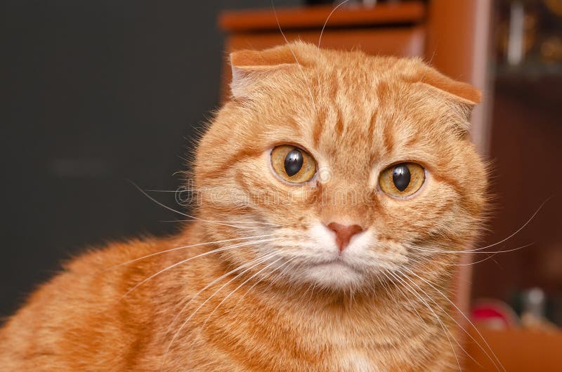The Muzzle of a Red Scottish Fold Cat is Close-up Stock Image - Image ...
