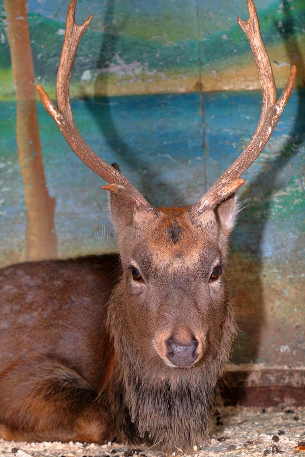 659 Sad Deer Stock Photos - Free & Royalty-Free Stock Photos from ...