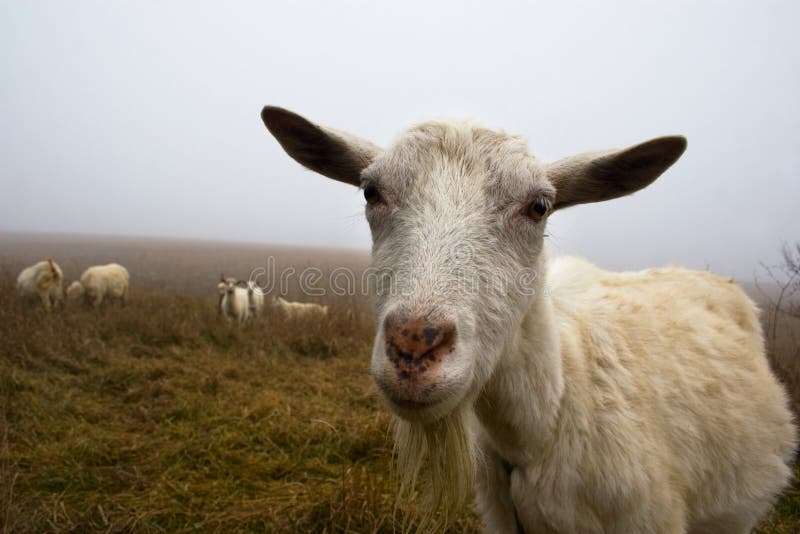 Muzzle sad goat stock photo. Image of farm, damp, rustic - 38052208