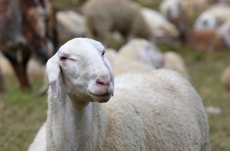 Muzzle of a Sheep with White Woolly Fleece in the Flock Stock Image ...