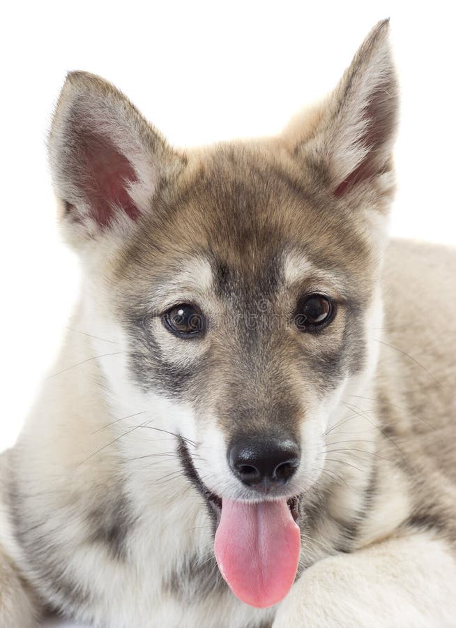 Siberian husky stock image. Image of piercing, russia - 28017521