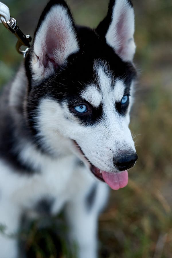 The Muzzle of the Siberian Husky in Profile. Street Photo Stock Photo ...