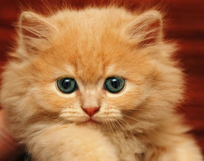 Muzzle small fluffy kitten stock image. Image of muzzle - 14668929