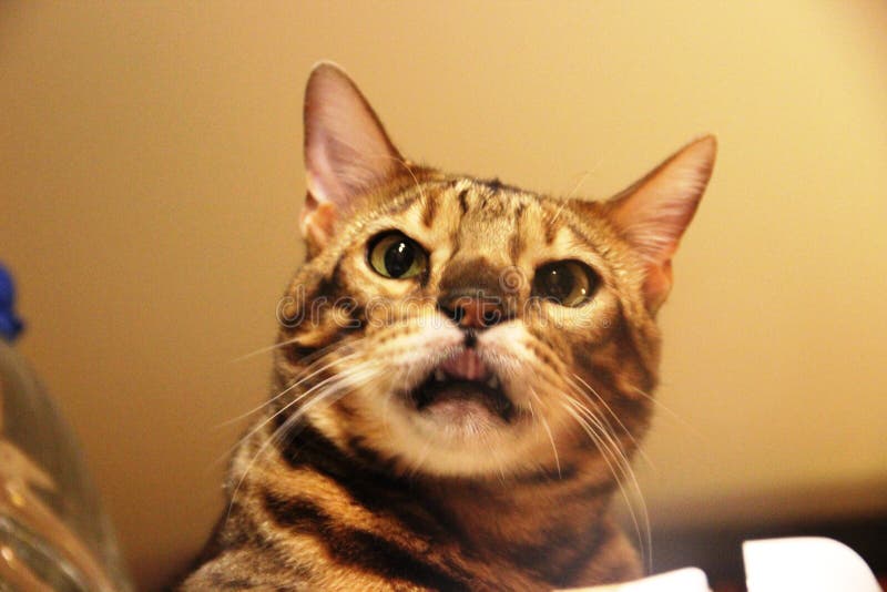 Muzzle Spotted Cat. Head Cats, Tiger Coloring Predator Stock Image ...