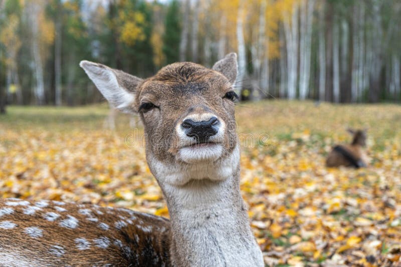 Muzzle of spotted deer doe stock photo. Image of environment - 299235840
