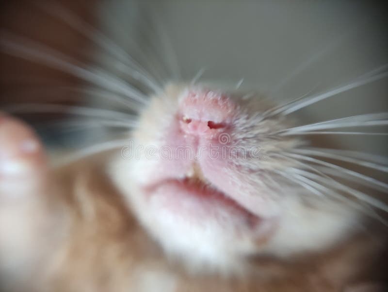 Hamsters Teeth