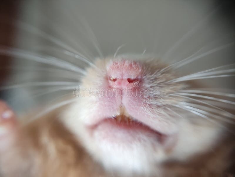 Hamster Teeth