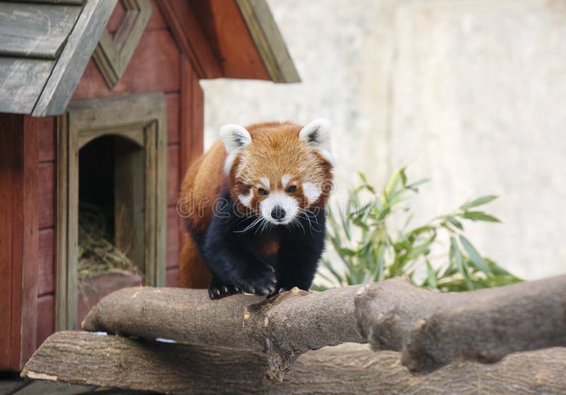 Red panda. stock photo. Image of panda, predator, long - 213621384