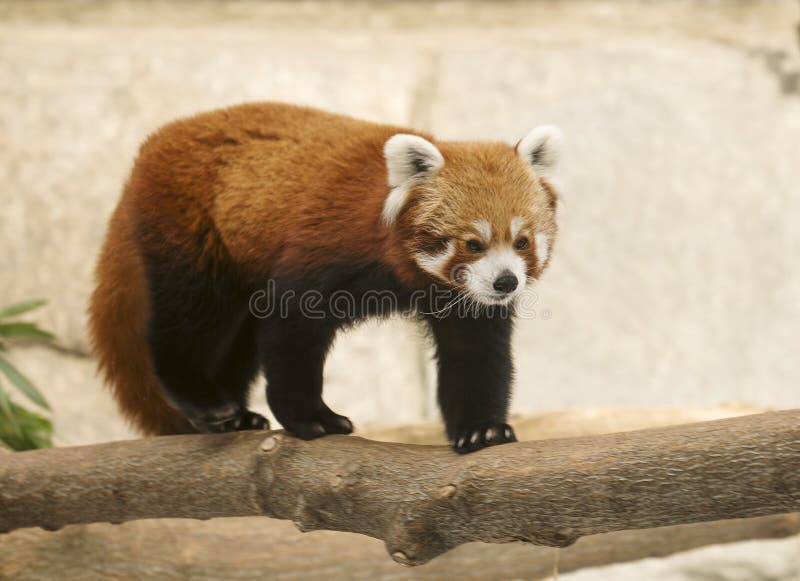 Red panda. stock image. Image of claw, color, panda - 213621609