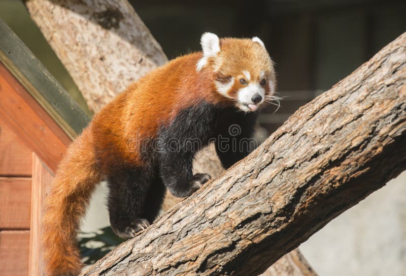 Red panda. stock image. Image of mammal, tail, color - 215491725