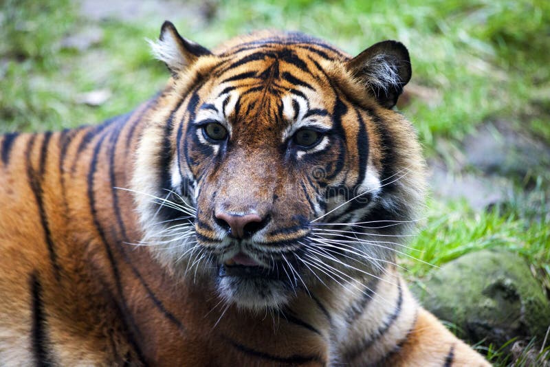 Muzzle Tiger Closeup Tiger Lying Down and Looking To the Forest. Large ...