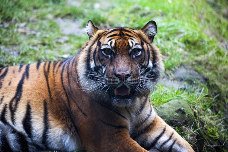 Muzzle Tiger Closeup Tiger Lying Down and Looking To the Forest. Large ...