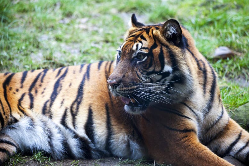 Muzzle Tiger Closeup Tiger Lying Down and Looking To the Forest. Large ...