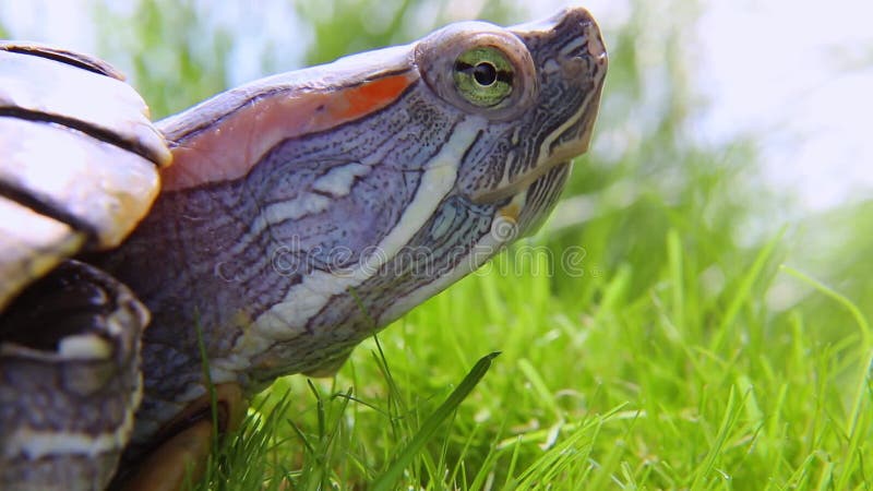 The Muzzle of Trachemys Scripta is Sideways. a Red-eared Turtle Green ...