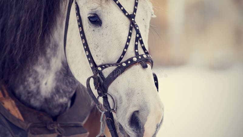 Muzzle of a White Horse in a Harness. Stock Photo - Image of halter ...