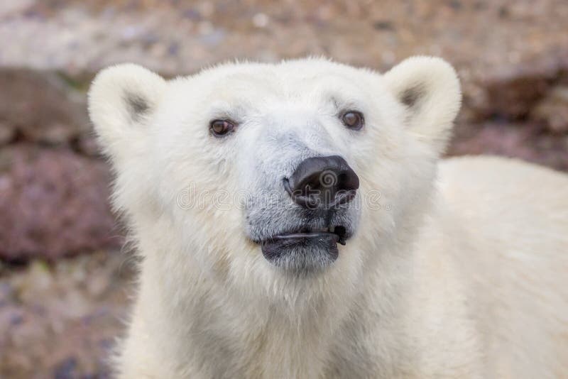 Muzzle of a Wild Animal Polar Bear Stock Photo - Image of polar, muzzle ...