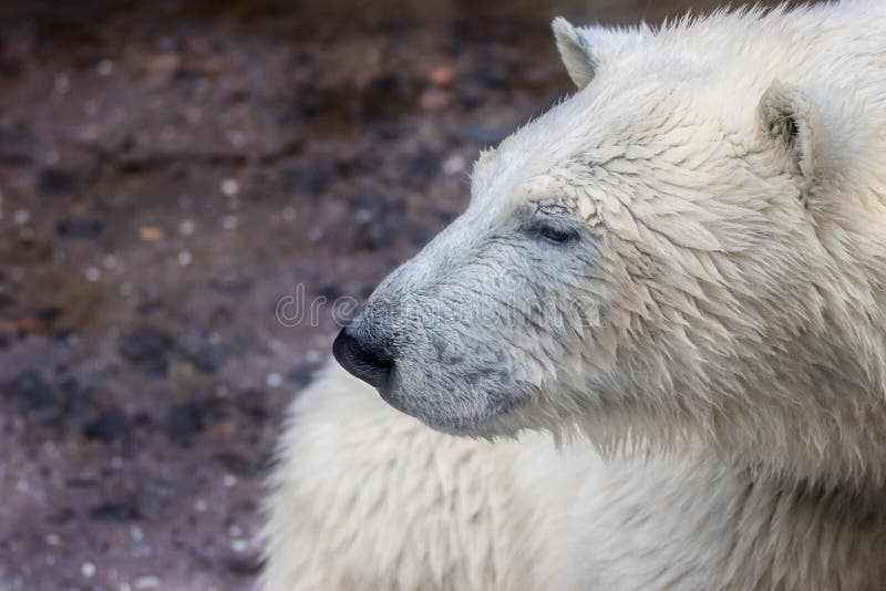 Muzzle of a Wild Animal Polar Bear Stock Photo - Image of nose, arctic ...
